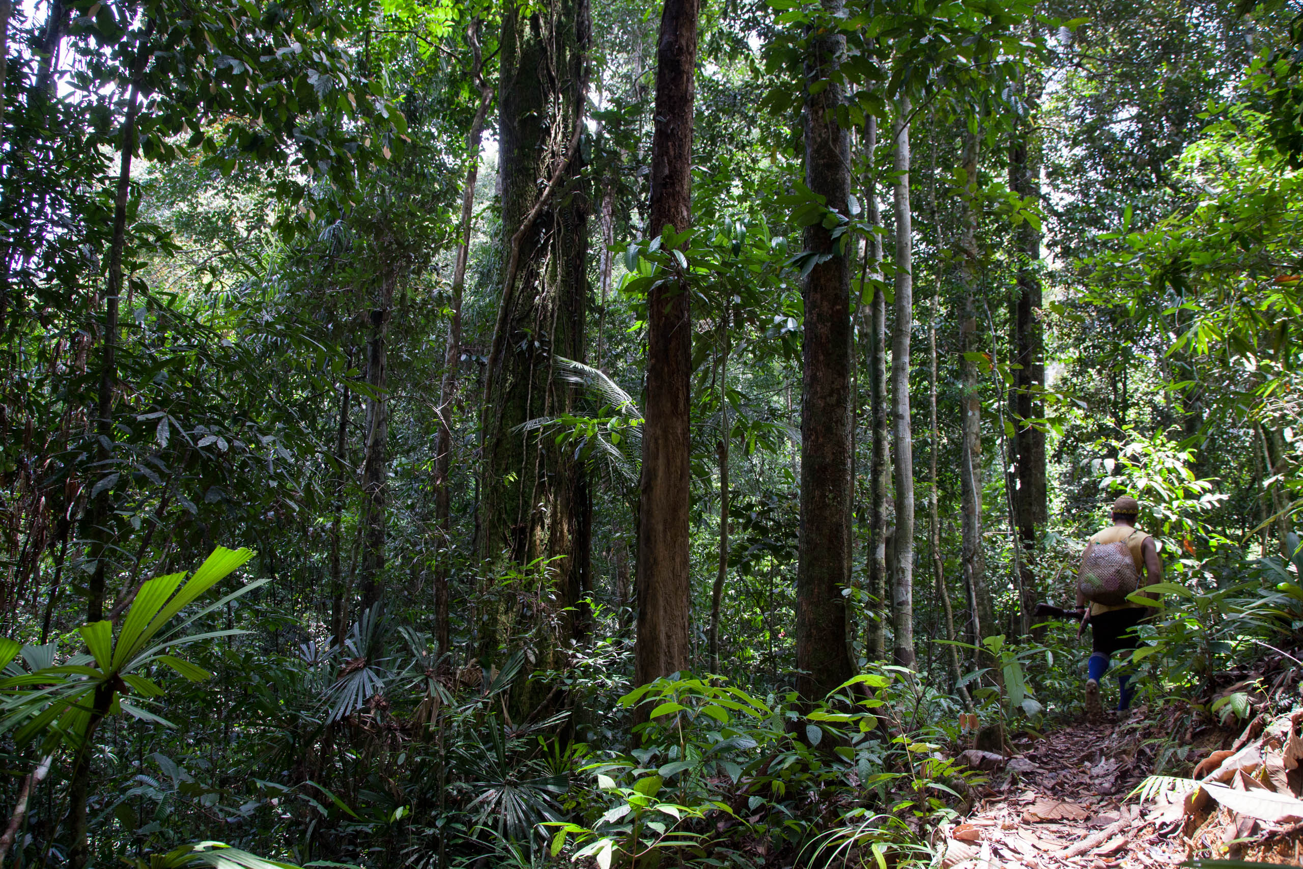 Long Setulang Tane Olen | Martin Holland